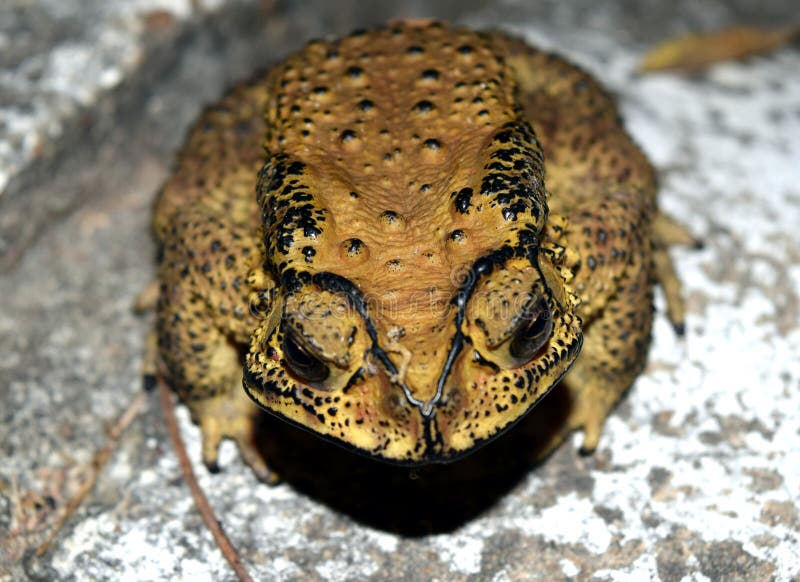 Toad (head focused) stock image. Image of head, frogs - 50858589