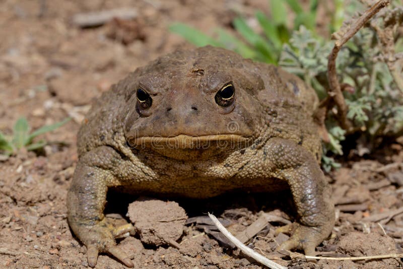 Toad Head on stock photo. Image of wild, animal, wildlife - 38845868