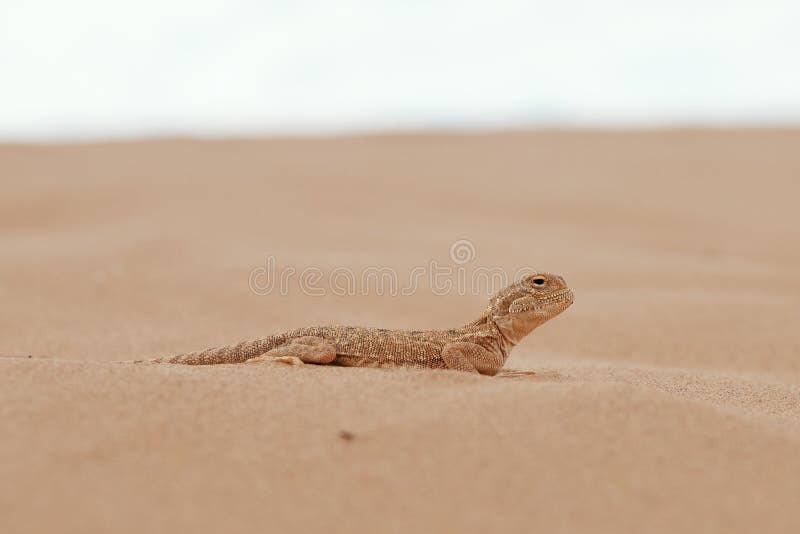 Toad-headed Agama, Phrynocephalus Mystaceus. Calm Desert Roundhead ...
