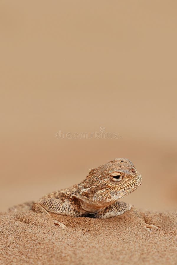 Toad-headed Agama, Phrynocephalus Mystaceus. Calm Desert Roundhead ...