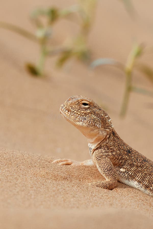 Toad-headed Agama, Phrynocephalus Mystaceus. Calm Desert Roundhead ...