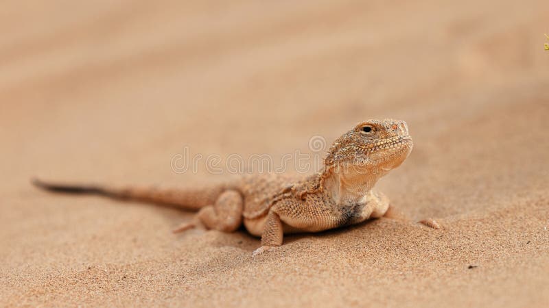 Toad-headed Agama, Phrynocephalus Mystaceus. Calm Desert Roundhead ...