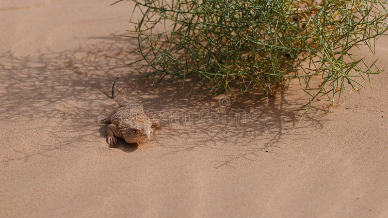 Toad-headed Agama, Phrynocephalus Mystaceus. Calm Desert Roundhead ...