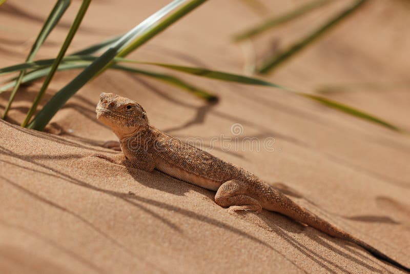 Toad-headed Agama, Phrynocephalus Mystaceus. Calm Desert Roundhead ...