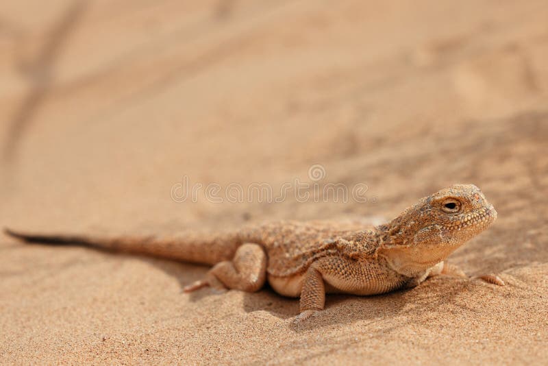 Toad-headed Agama, Phrynocephalus Mystaceus. Calm Desert Roundhead ...