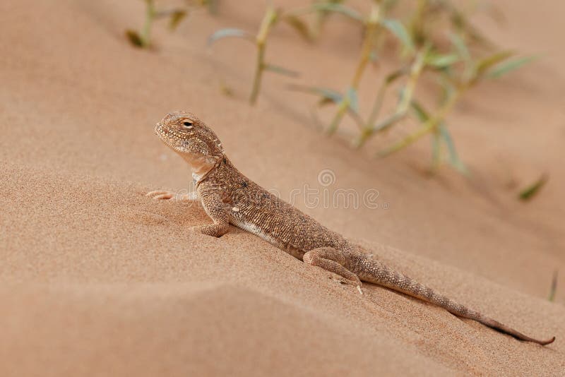 Toad-headed Agama, Phrynocephalus Mystaceus. Calm Desert Roundhead ...