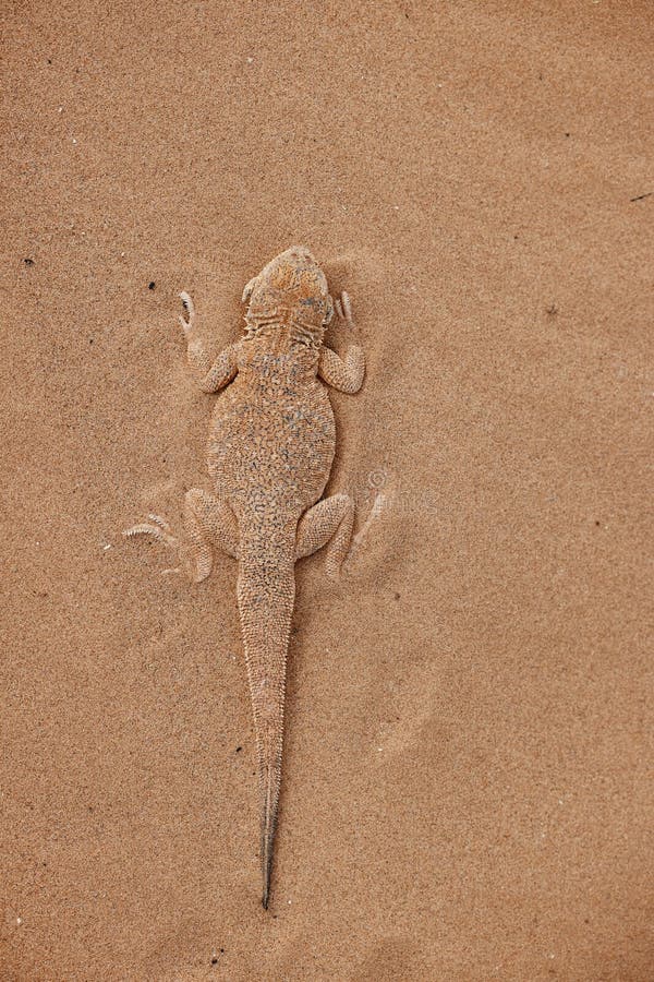 Toad-headed Agama, Phrynocephalus Mystaceus. Calm Desert Roundhead ...