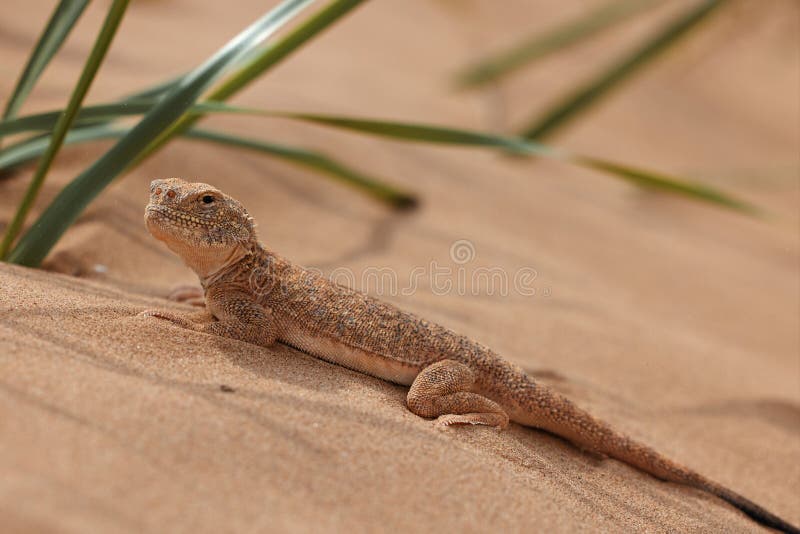 Toad-headed Agama, Phrynocephalus Mystaceus. Calm Desert Roundhead ...