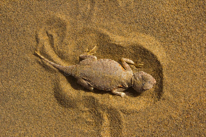 Toad Headed Agama, Top View, Jaisalmer, Rajasthan, India Stock Photo ...