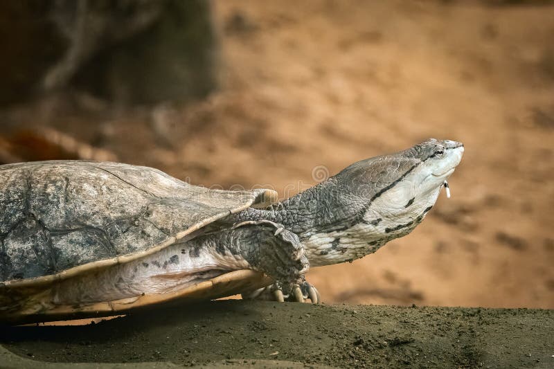 Toad-headed Turtle (Phrynops Geoffroanus) Resting on the Group Stock ...