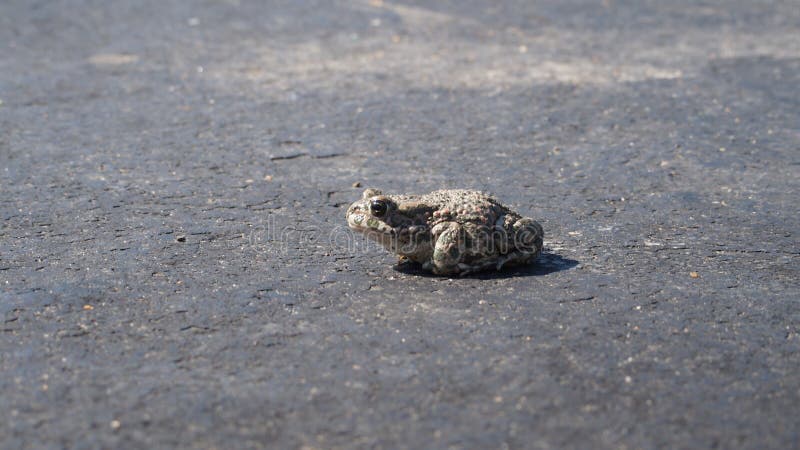 Toad in the heat stock image. Image of asphalt, life - 55776271