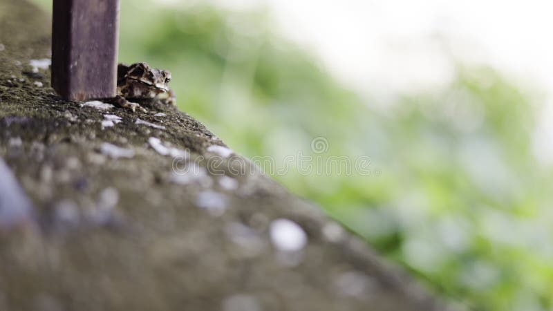 Toad Hiding Behind the Pole Stock Footage - Video of isolated, hideout ...
