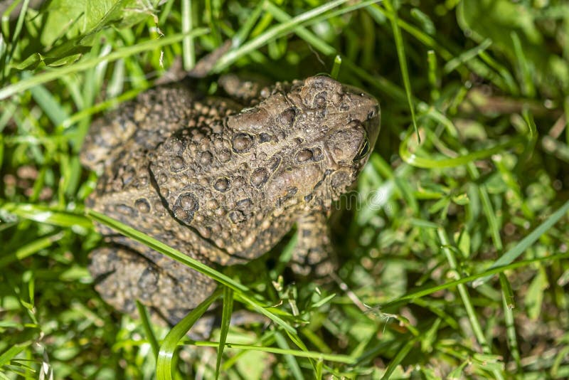 Toad Hiding in Natural Grass at Ground Level Stock Photo - Image of ...