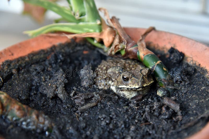Toad is Hiding in a Small Potted Plant. Stock Image - Image of produce ...
