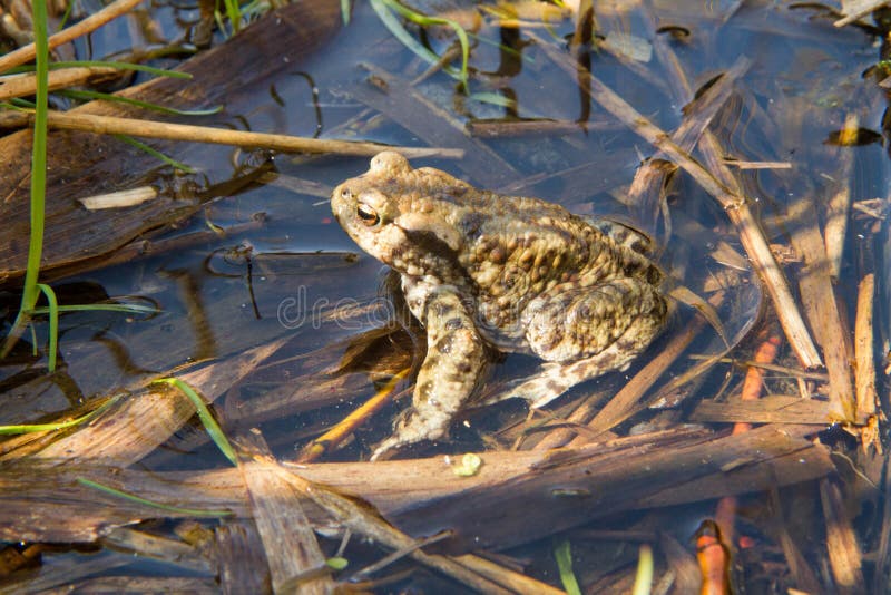 Toad stock image. Image of fauna, wildlife, mouth, wild - 90061989