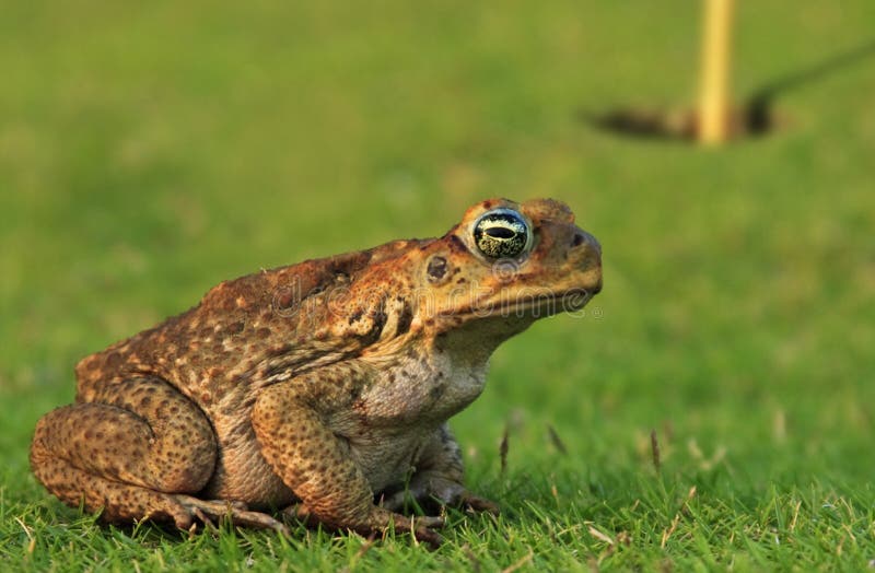 Toad In A Hole Picture. Image: 4388847