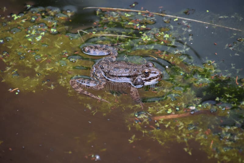 Toad in a home pond stock image. Image of water, natural - 181385375