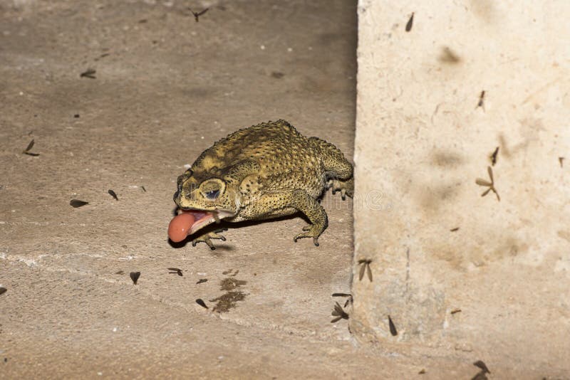 Toad Hunt for prey Mayfly stock photo. Image of agkistrodon - 192708116