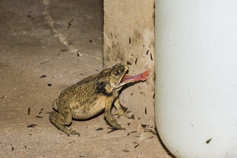 Toad Hunt for prey Mayfly stock image. Image of meal - 192708145