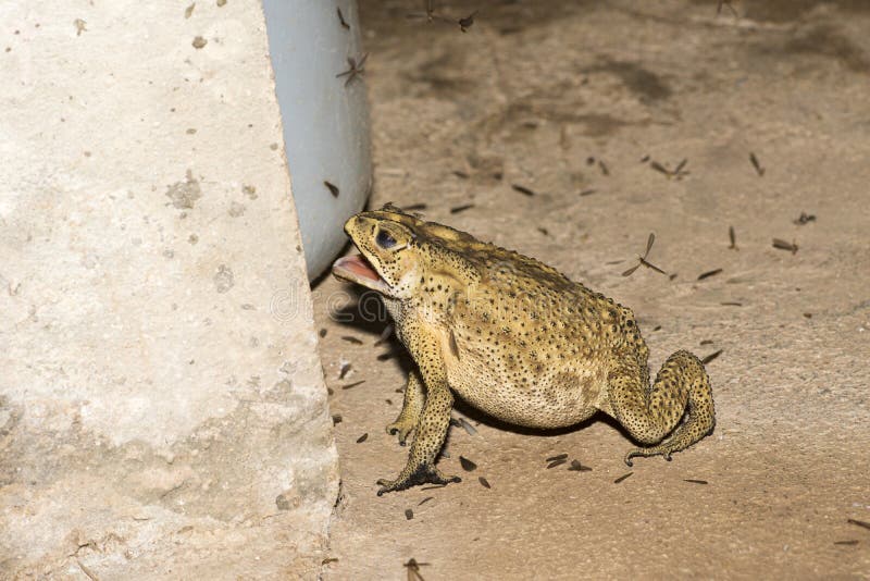 Toad Hunt for prey Mayfly stock photo. Image of toad - 192708166
