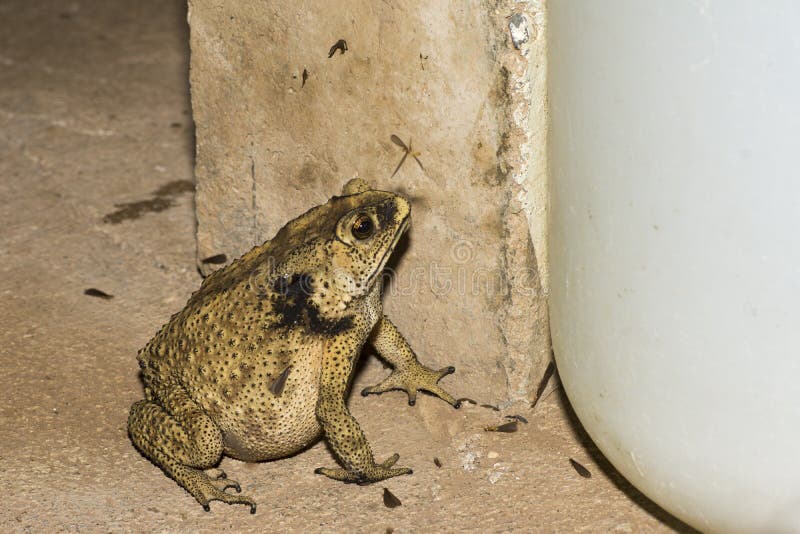Toad Hunt for prey Mayfly stock photo. Image of natural - 192708192