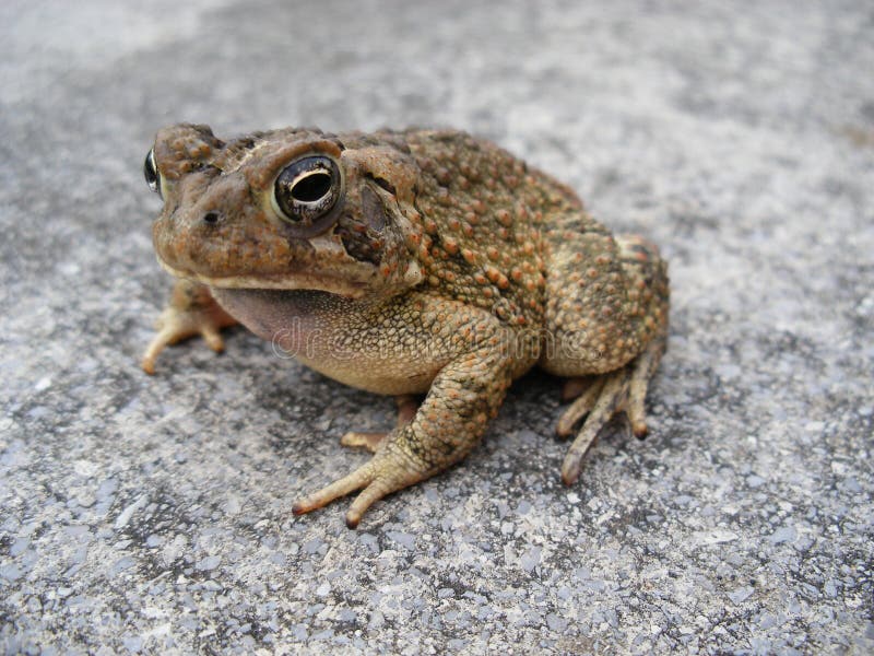 Single Sad Looking Toad Stock Photos - Free & Royalty-Free Stock Photos ...