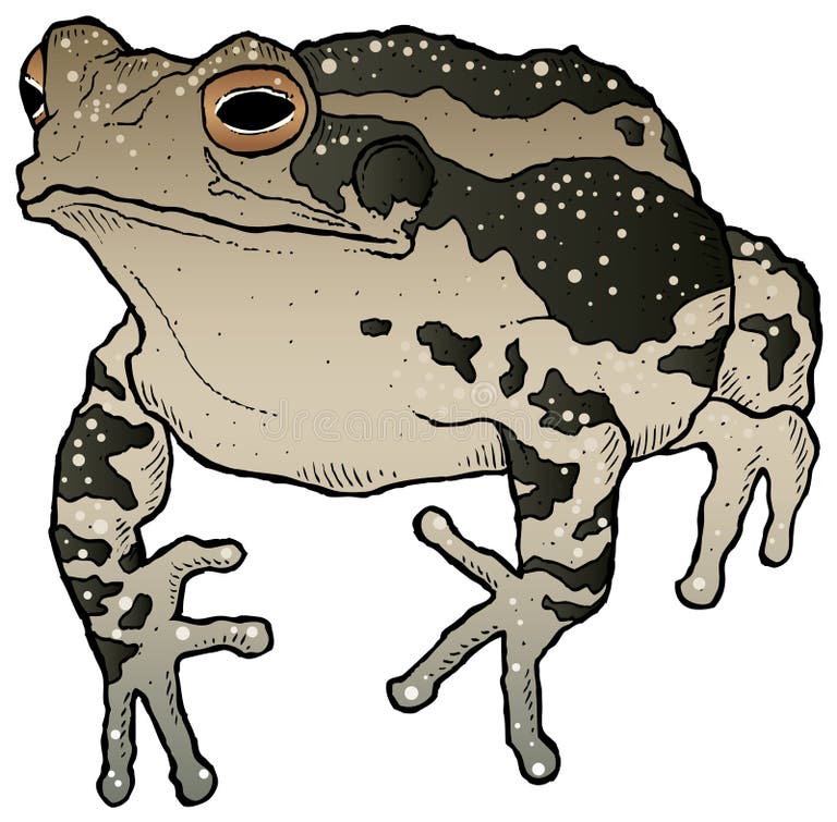 Toad Drawing Stock Illustrations – 9,534 Toad Drawing Stock ...