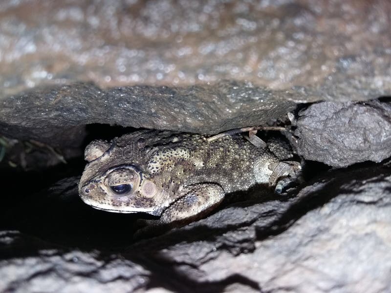 Toad inside the rock stock image. Image of toad, soldiers - 106941361
