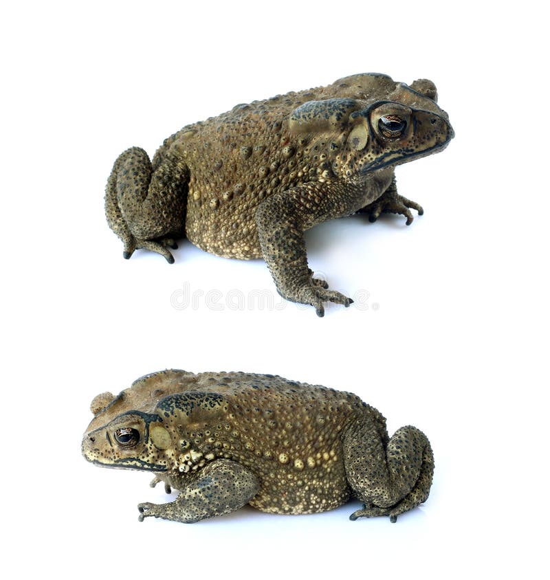 Toad stock photo. Image of side, frog, space, copy, nature - 47222280
