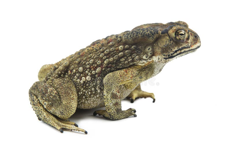 Toad Isolated on White Background Stock Photo - Image of nature, wild ...