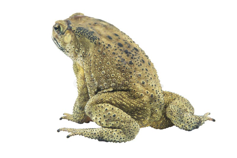 Toad Isolated on White Background Stock Photo - Image of nature, macro ...