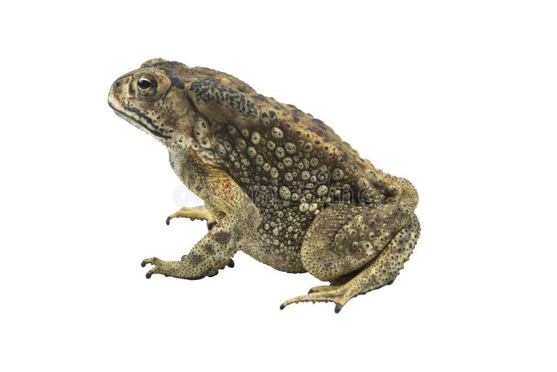 Toad Isolated on White Background Stock Photo - Image of fauna ...