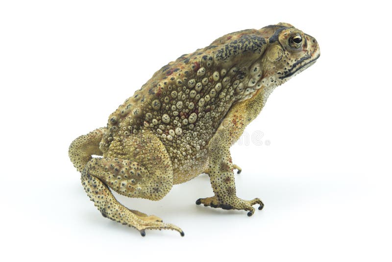 Toad Isolated on White Background Stock Image - Image of toad, white ...