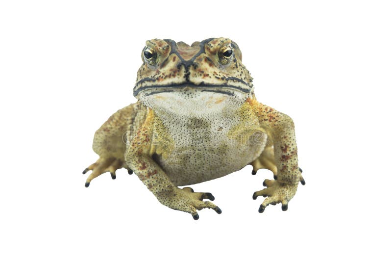 Toad Isolated on White Background Stock Photo - Image of fauna ...