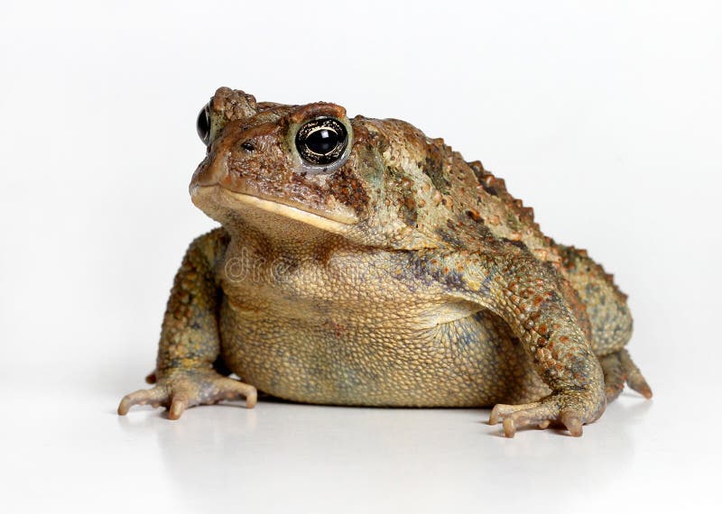 Toad Isolated on White stock photo. Image of nature, isolated - 48307424