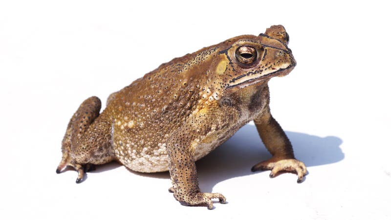 Toad Isolated on White stock photo. Image of creature - 48307428