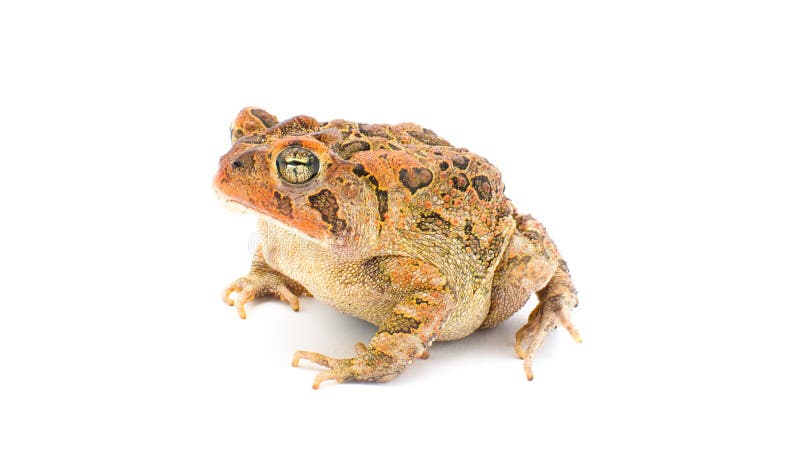 Toad Isolated on White Background. Southern Toad - Anaxyrus Terrestris ...