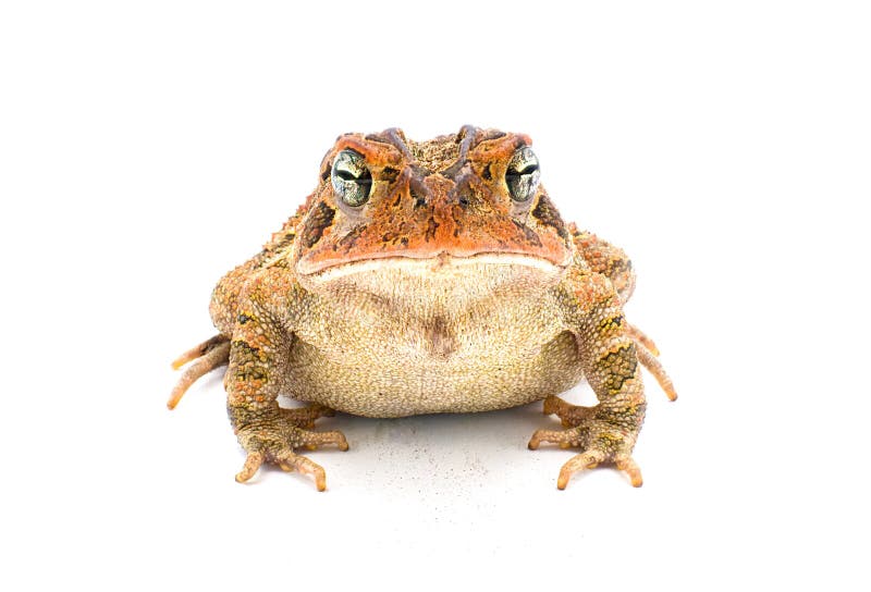 Toad Isolated on White Background. Southern Toad - Anaxyrus Terrestris ...