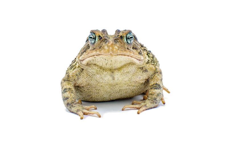 Florida Bufo Toad Stock Photos - Free & Royalty-Free Stock Photos from ...