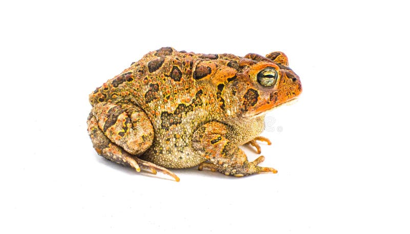 Toad Isolated on White Background. Southern Toad - Anaxyrus Terrestris ...