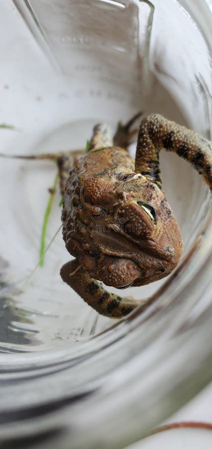 Toad in a jar stock photo. Image of invertebrate, plant - 221077040