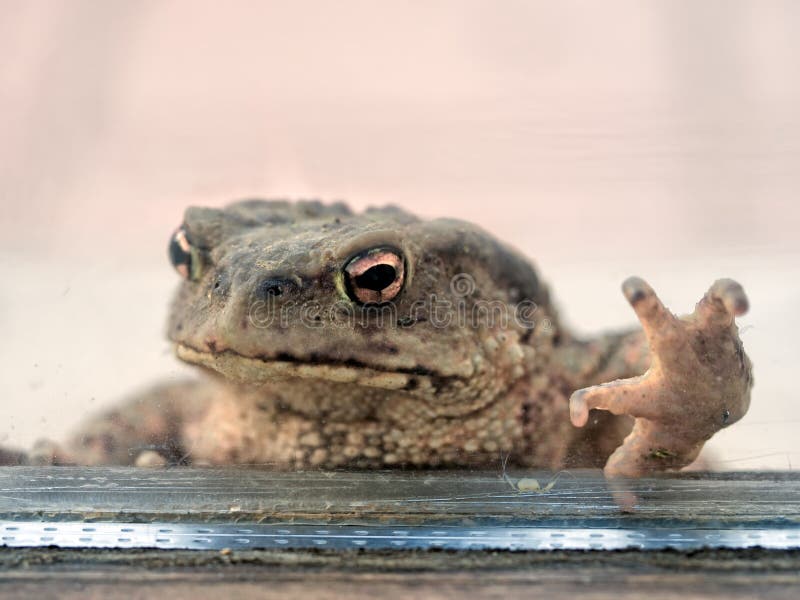 The toad hibernate stock photo. Image of toad, mysterious - 51906998