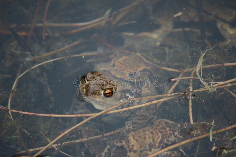 Toad stock photo. Image of fauna, wildlife, organism - 71536824