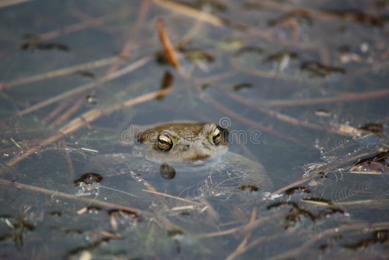 Toad stock photo. Image of lake, mating, organism, wildlife - 71539678