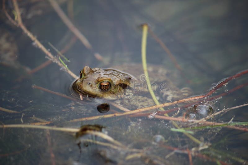 Toad stock photo. Image of season, toad, lake, mating - 71540676