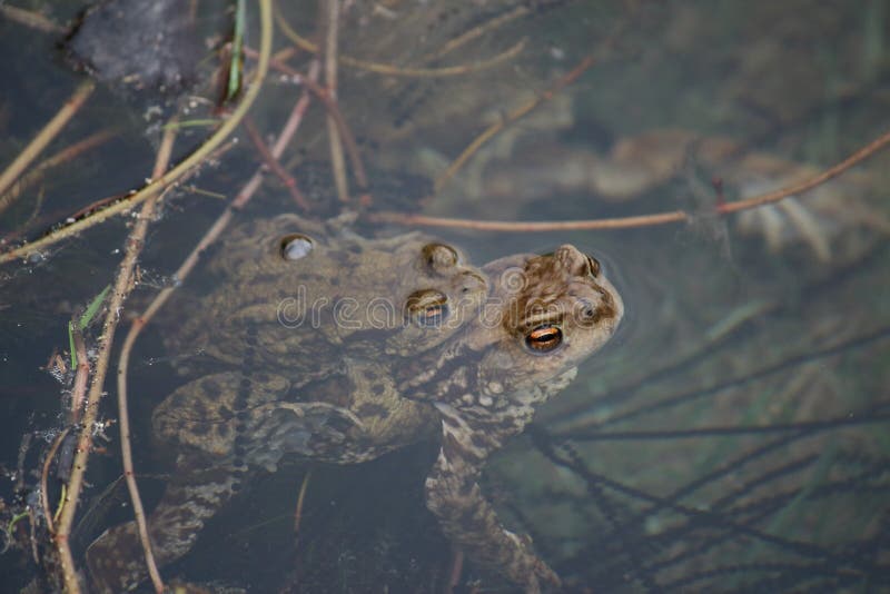 Toad stock image. Image of amphibian, water, season, summer - 71541309