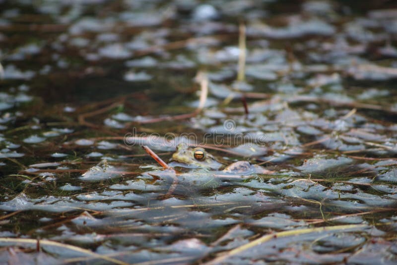 Toad stock photo. Image of mating, detail, toad, season - 71541336
