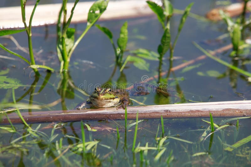 The Toad in the Lake Looks into the Eyes, Around the Greenery and ...