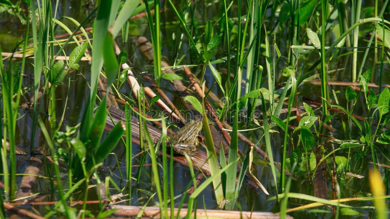 Toad in the Lake Sits on a Stick,, the Toad Looks into the Eyes ...
