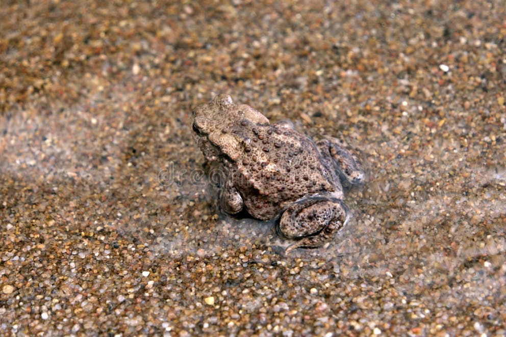 Toad at a lake stock photo. Image of sand, pebble, animal - 78371348